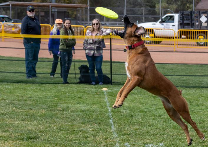 Payson’s Gone to the Dogs event benefits service animal organizations ...