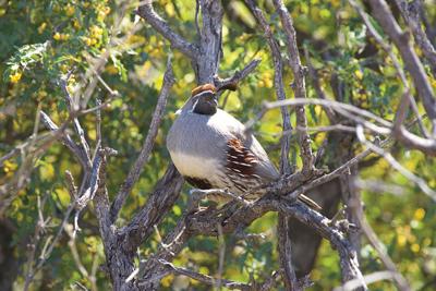 Cool temps draw hunters to shotgun quail and dove seasons | Columnists ...