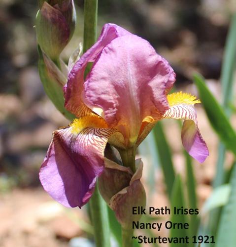 Elk Path Irises open for viewing | Arts & Entertainment | paysonroundup.com