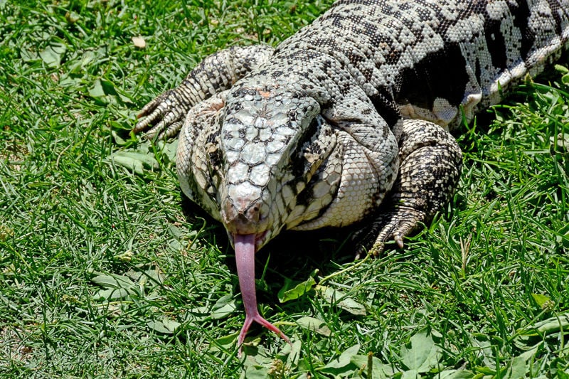 Wildlife Fair Payson, AZ | Multimedia | paysonroundup.com