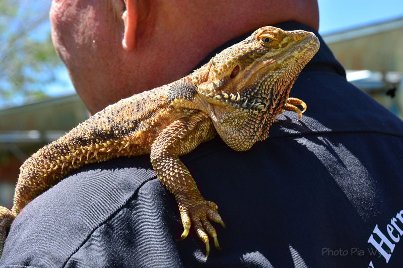 Wildlife Fair Payson, AZ | Multimedia | paysonroundup.com