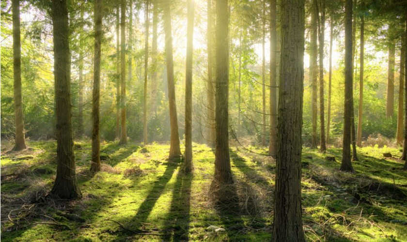 Federal budget uncertainty stalls Forest Service thinning projects ...