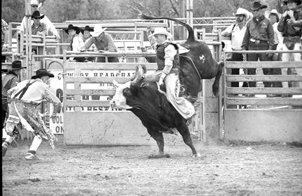 Bull riding most dangerous & most popular event | | paysonroundup.com