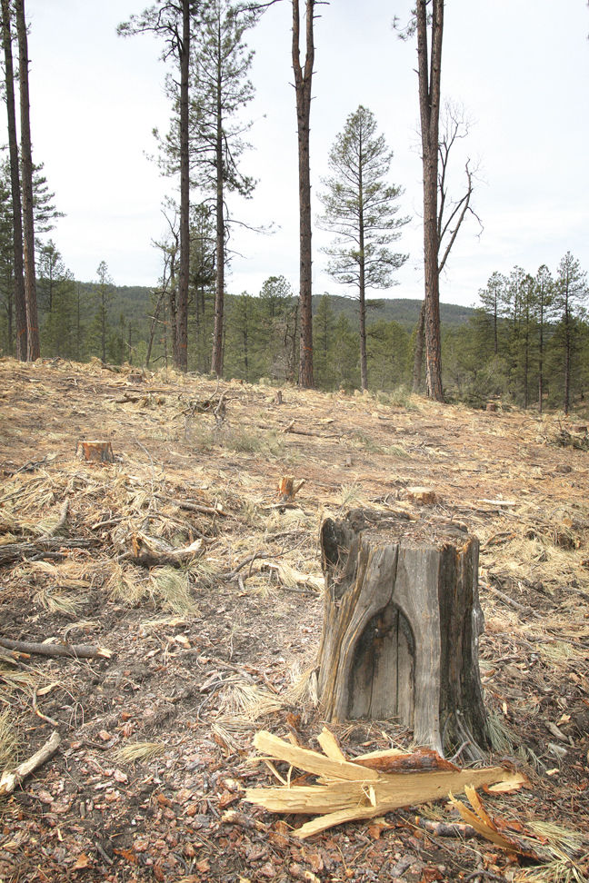 Timber firms nearing collapse | Forest Management Wildfires ...