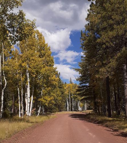 Back-country foliage prepares for its annual beauty pageant | 260 ...