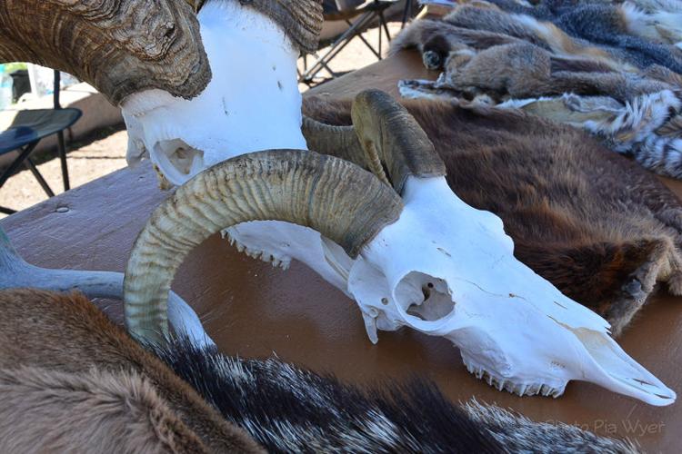 Wildlife Fair Payson, AZ | Multimedia | paysonroundup.com