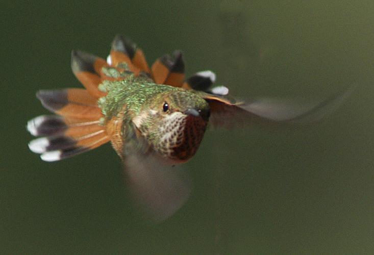 Hummingbird stragglers on an epic journey | 260 Connection ...