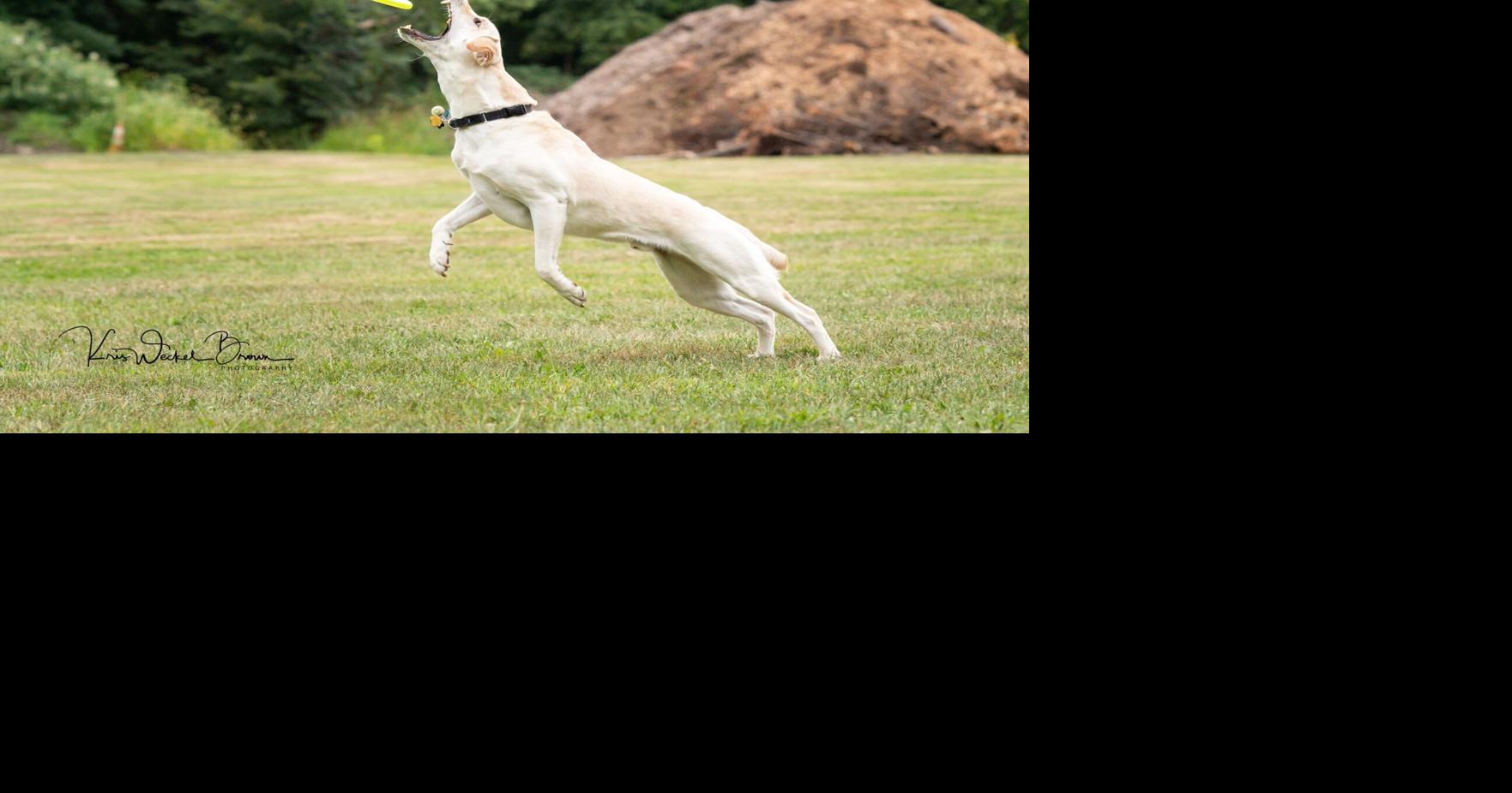 World’s largest dog competition brings high-flying fun to Payson this ...