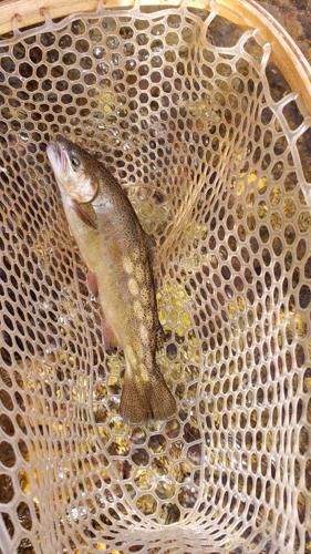 East Verde River winter fishing | Arts & Entertainment | paysonroundup.com