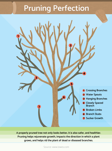Learn about tree pruning do’s and don’ts Thursday | Events ...