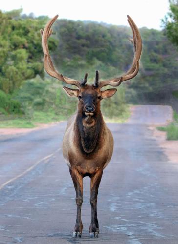 Bull elk shedding velvet for fall rut | Local News | paysonroundup.com
