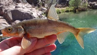 Rub a dub dub - is it still a chub? | Hunting & Fishing | paysonroundup.com