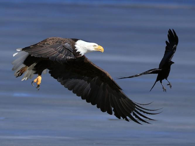 An elegant eagle and a lucky lumpsucker: A tale | 260 Connection ...