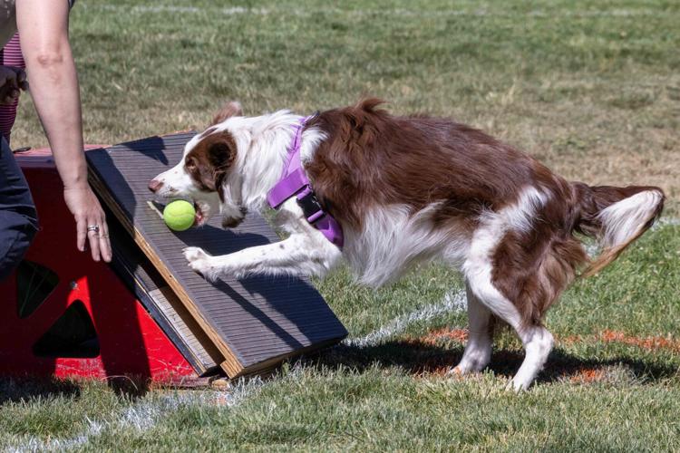 Pups in the Pines gets high praise at Green Valley Park | Events ...