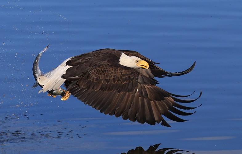 An elegant eagle and a lucky lumpsucker: A tale | 260 Connection ...