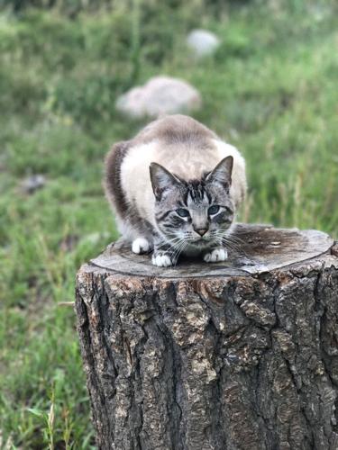 Cat survives 595 days in Rim Country | Local News | paysonroundup.com