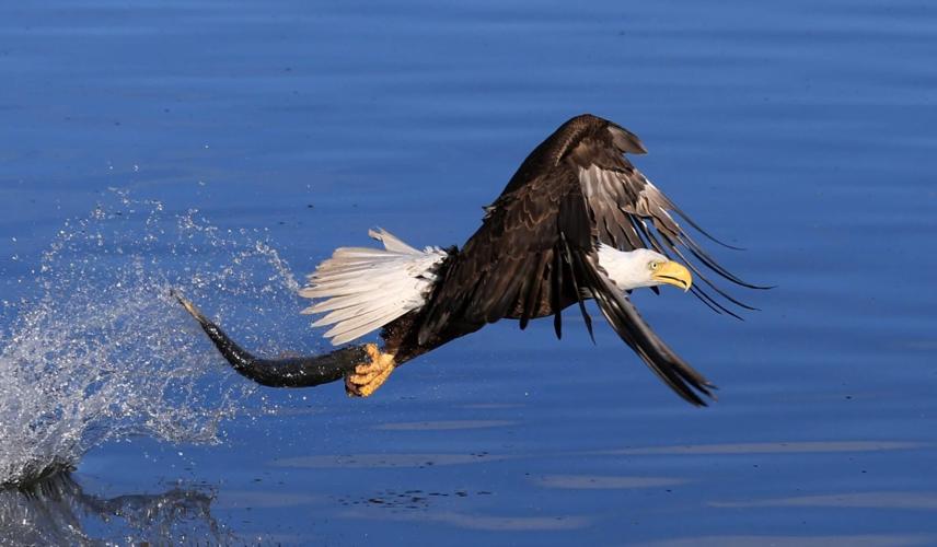 An elegant eagle and a lucky lumpsucker: A tale | 260 Connection ...