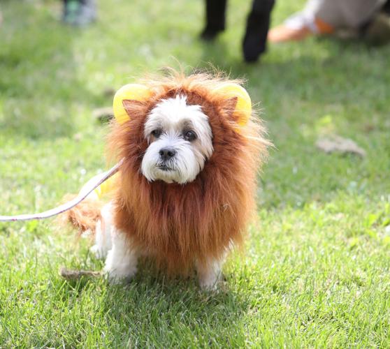 Gone to the Dogs a canine celebration | News | paysonroundup.com