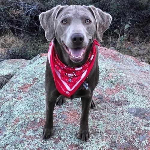 Man fatally shoots former Payson officer's dog | Crime Law Enforcement ...