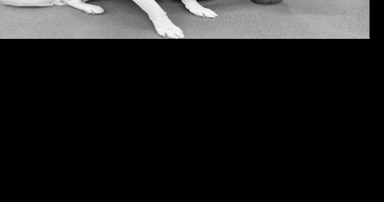 Honoring the Heroes of Gila County Animal Care & Control | News ...