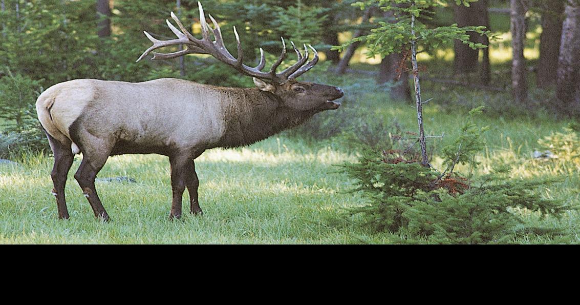 Talking to Elk | | paysonroundup.com