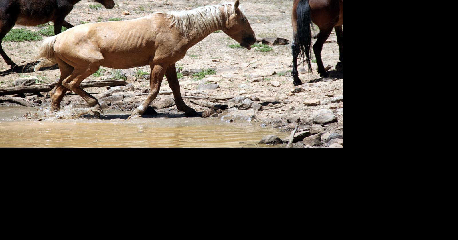 The Heber horses are not wild or free | 260 Connection | paysonroundup.com