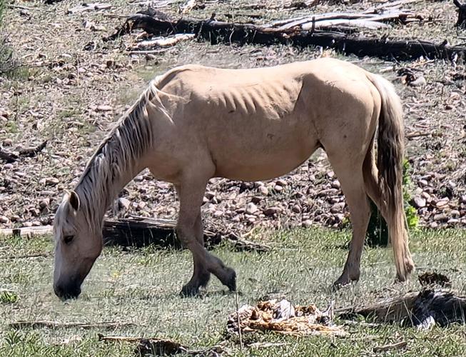 The Heber horses are not wild or free | 260 Connection | paysonroundup.com
