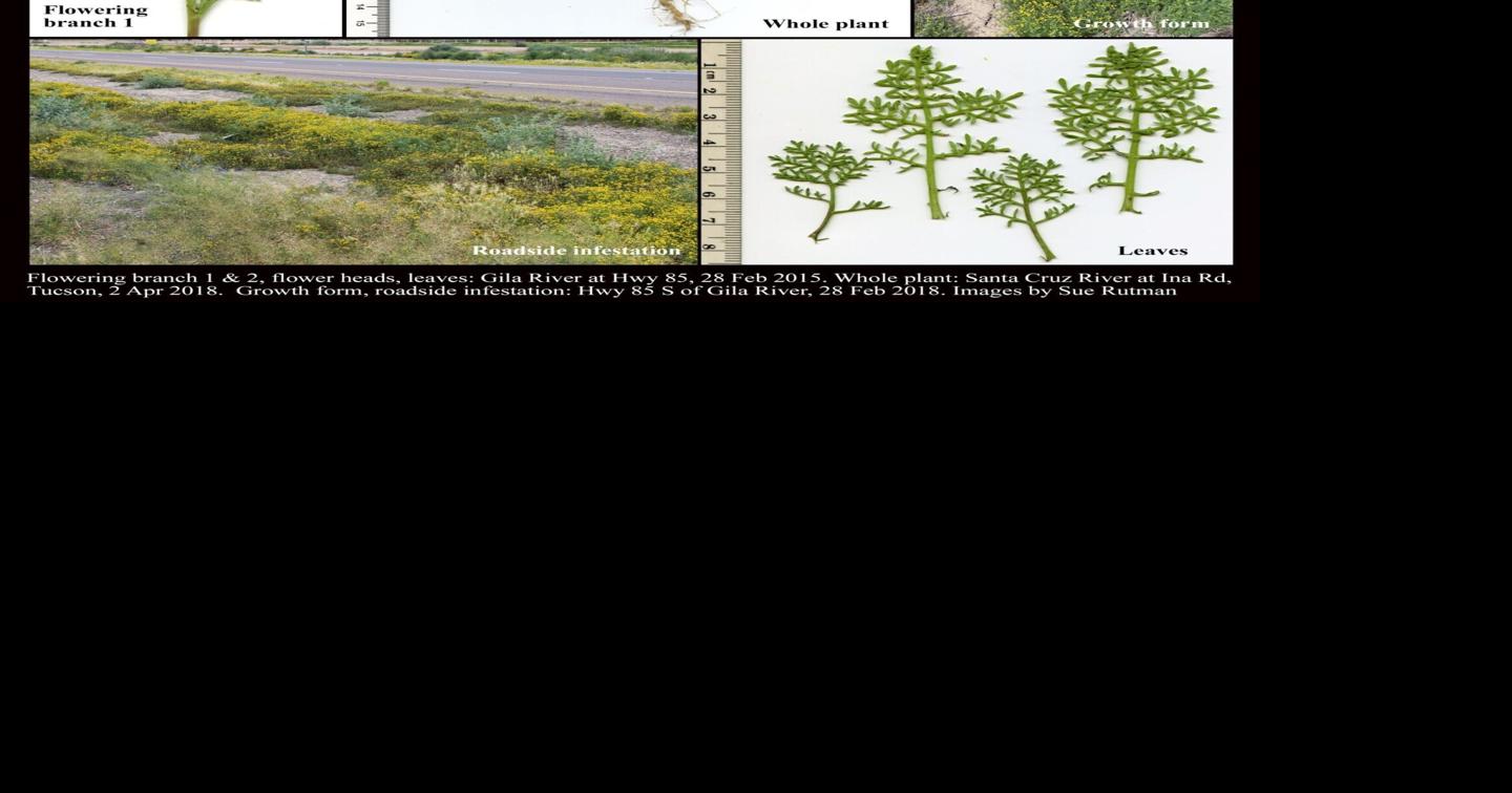 Volunteers to remove invasive Stinknet weed May 16 | News ...