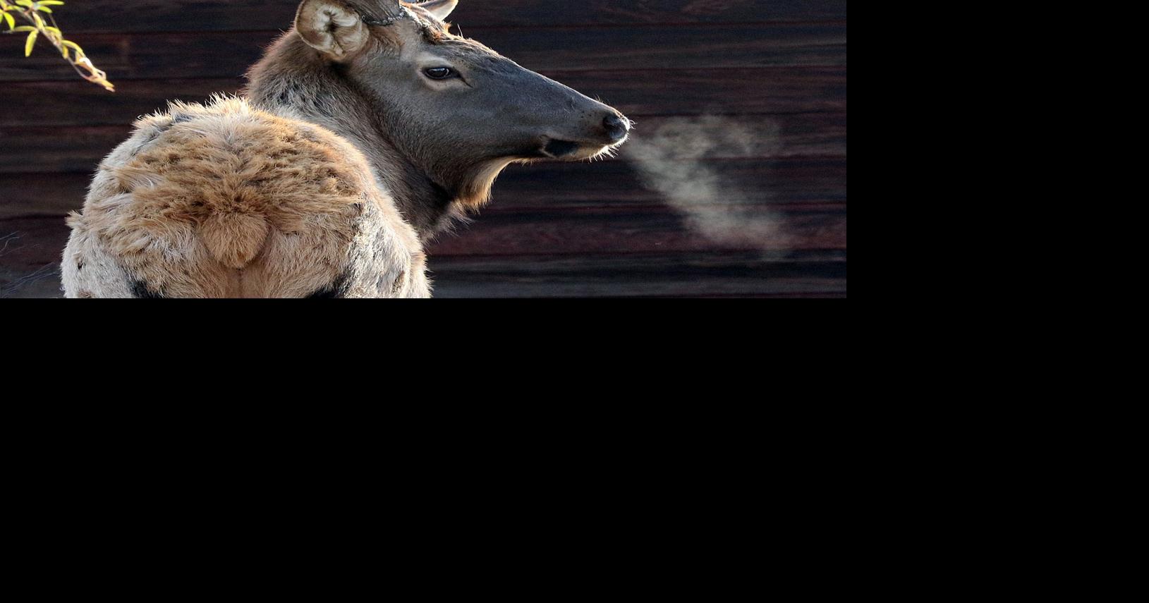 Lessons Learned From The Recent Elk Seasons | Hunting & Fishing ...