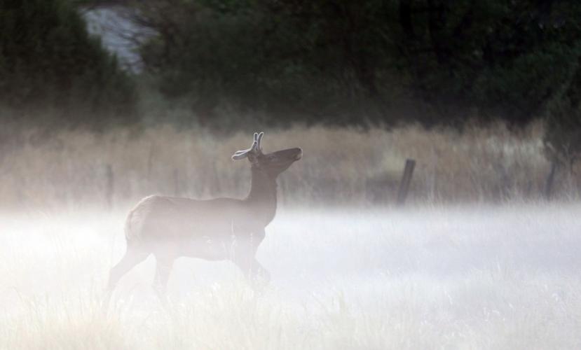 Payson elk: It's like they own the place | News | paysonroundup.com