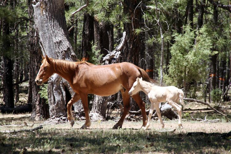 The Heber horses are not wild or free | 260 Connection | paysonroundup.com