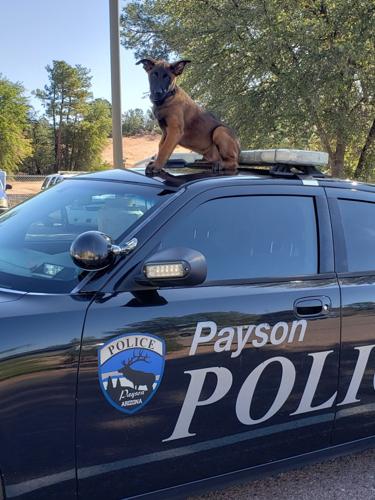 Payson police has working drug dog again | Crime Law Enforcement ...