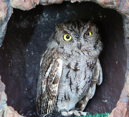 23rd Annual Payson Wildlife Fair coming soon | Arts & Entertainment ...