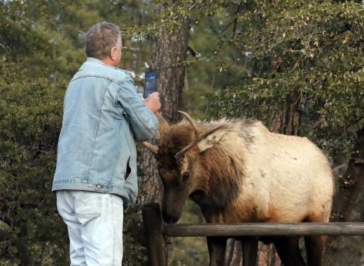 Protecting people and animals | Gila County | paysonroundup.com