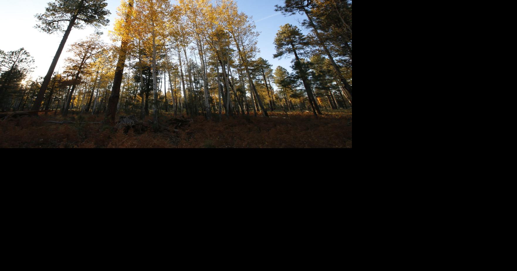 Forest ‘fading’ in the face of withering drought | News | paysonroundup.com