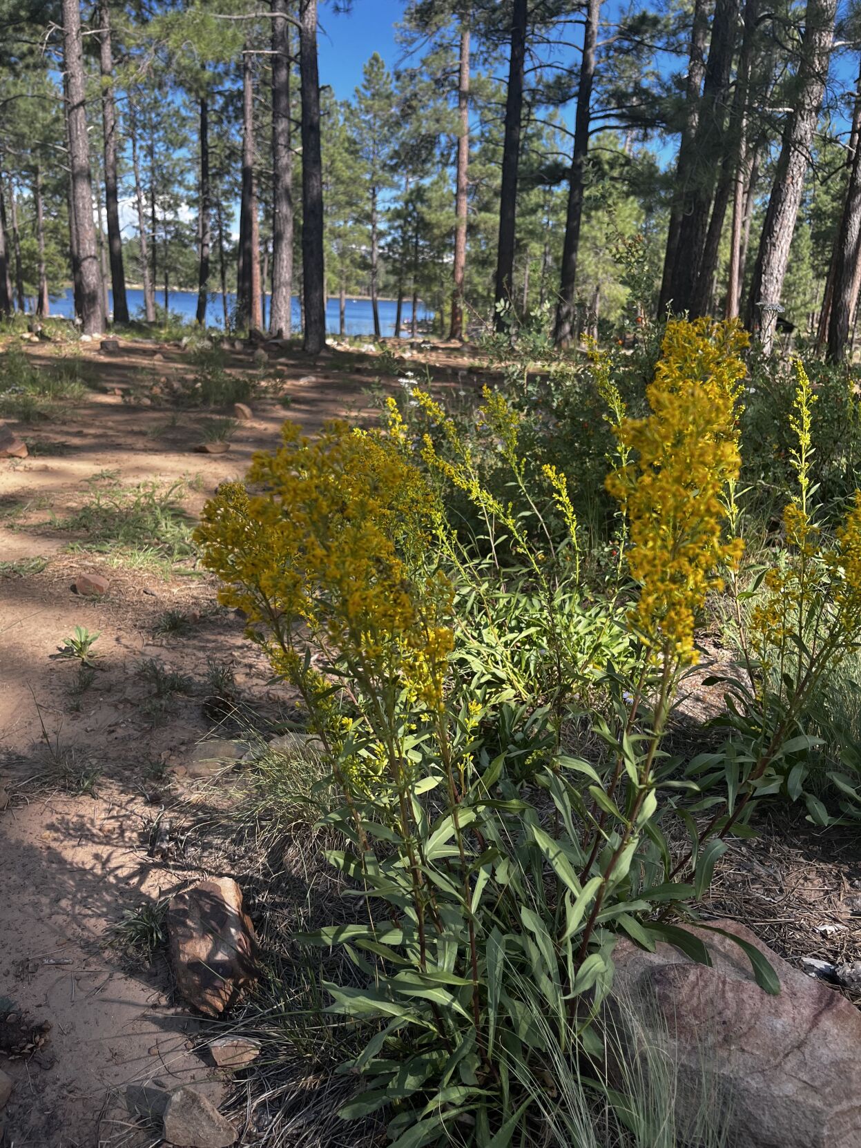 Goldenrod useful this cold season | News | paysonroundup.com