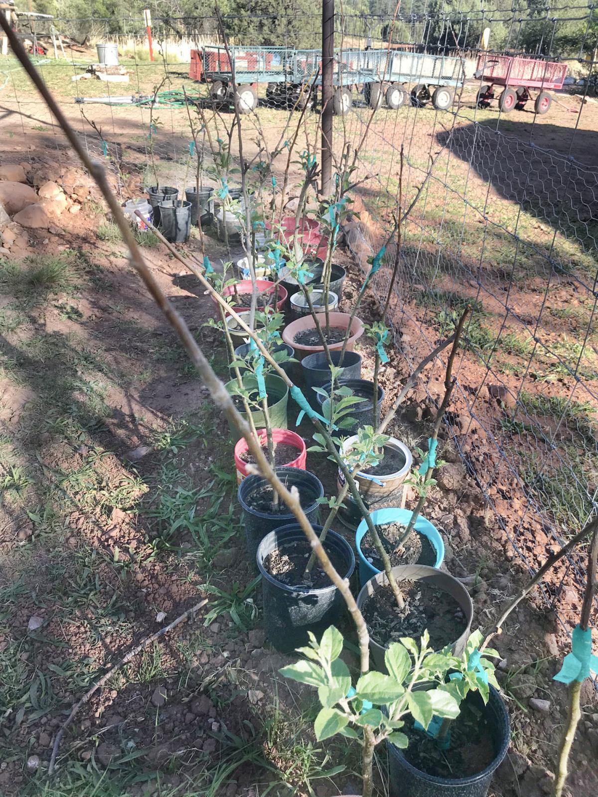 Grafting Project of Heritage Apple Trees at Shadow Rim Ranch Girl Scout ...