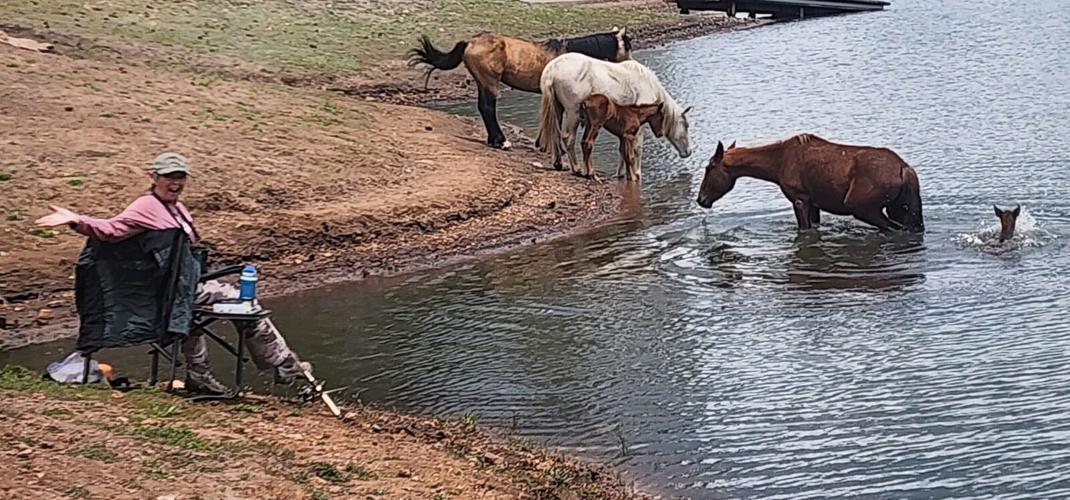 The Heber horses are not wild or free | 260 Connection | paysonroundup.com