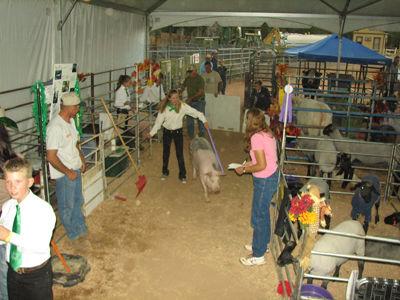 Pine, Strawberry well-represented at fair | Pine/Strawberry ...