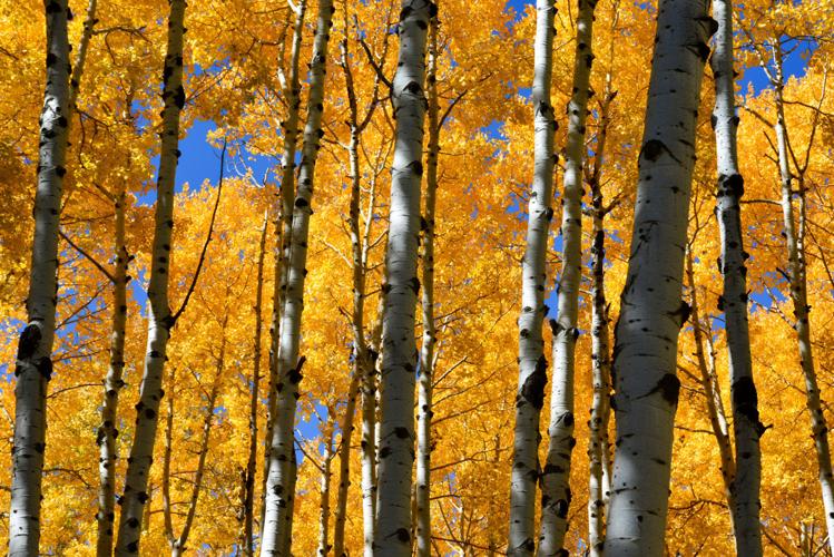 Flagstaff's foliage delights | Local News | paysonroundup.com