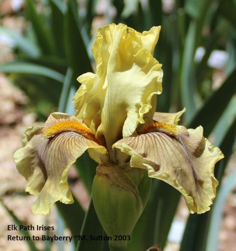 Elk Path Irises open for viewing | Arts & Entertainment | paysonroundup.com