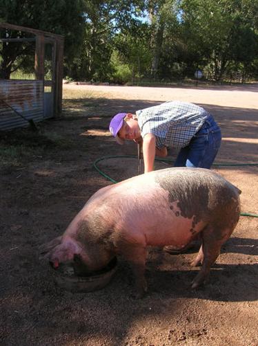 2 Boys, 2 Pigs | | paysonroundup.com