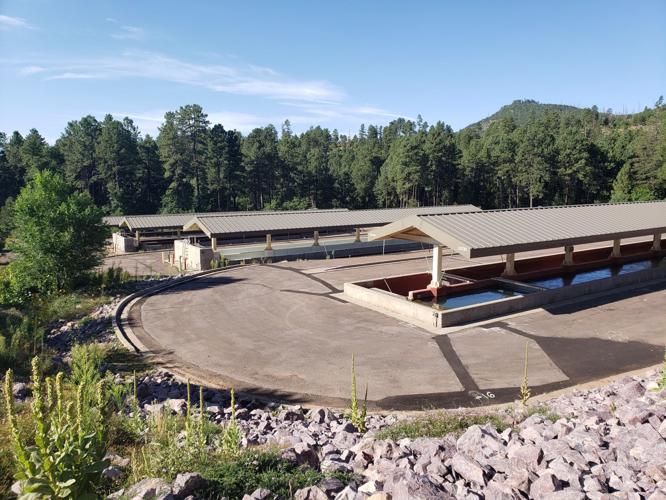 Aquatic invasive species and the threat to Canyon Creek and Canyon ...