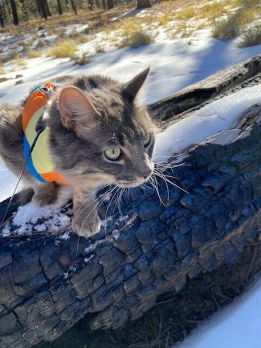 Lost cat found after accident and search in Forest Lakes | News ...