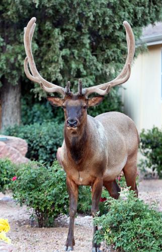 Bull elk shedding velvet for fall rut | Local News | paysonroundup.com