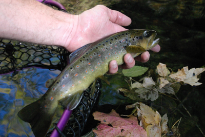 Don't miss the great fall trout fishing | Hunting & Fishing ...
