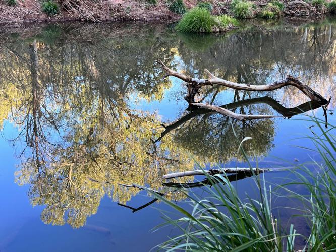 Water from C.C. Cragin keeping East Verde from going dry | Forest ...