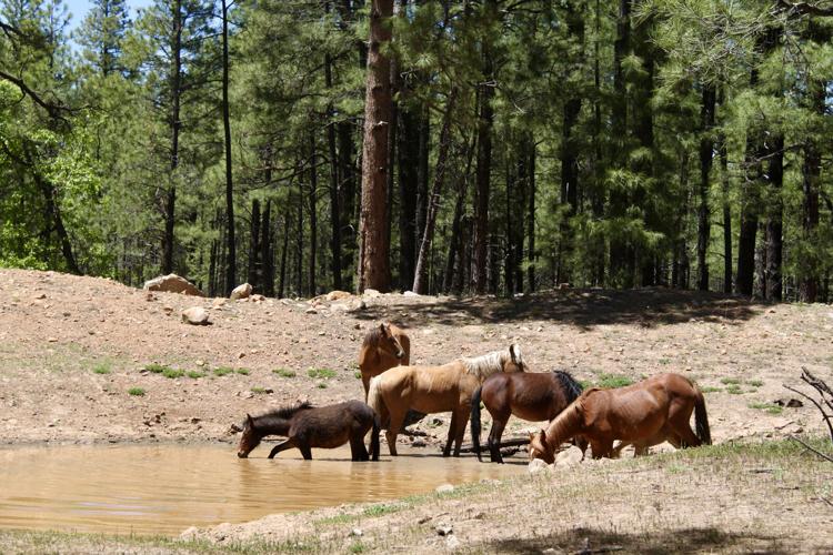 The Heber horses are not wild or free | 260 Connection | paysonroundup.com