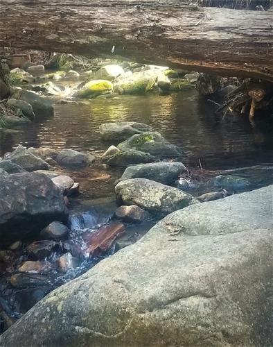 A slice of humble pie atop the Mogollon Rim | 260 Connection ...