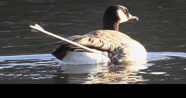 Injured goose dies after being shot with arrow | | paysonroundup.com